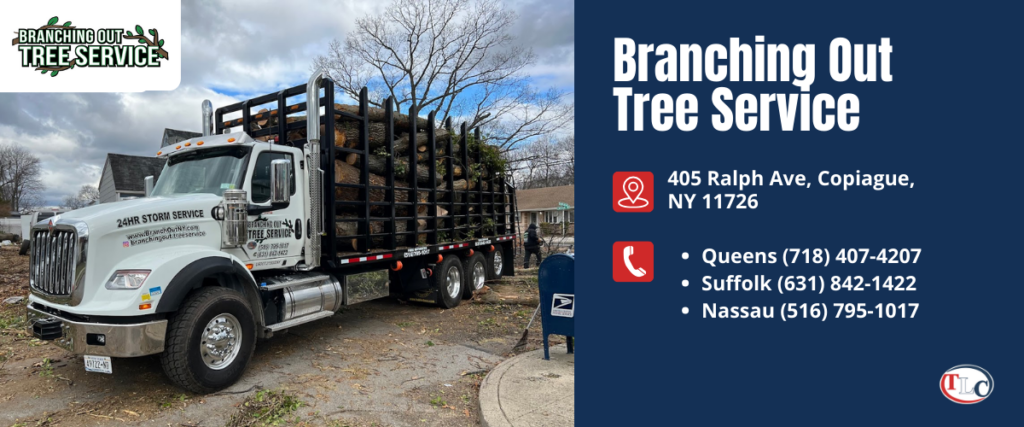 Best Tree Trimming Companies In NYC